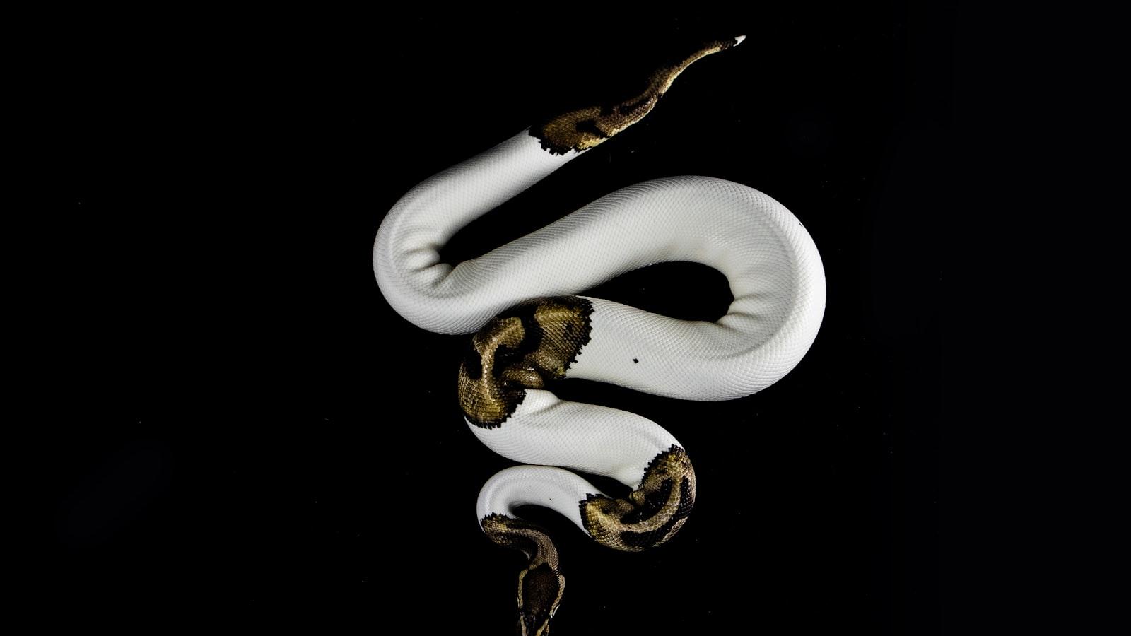 Python中的type函数详解：用法及示例 7383